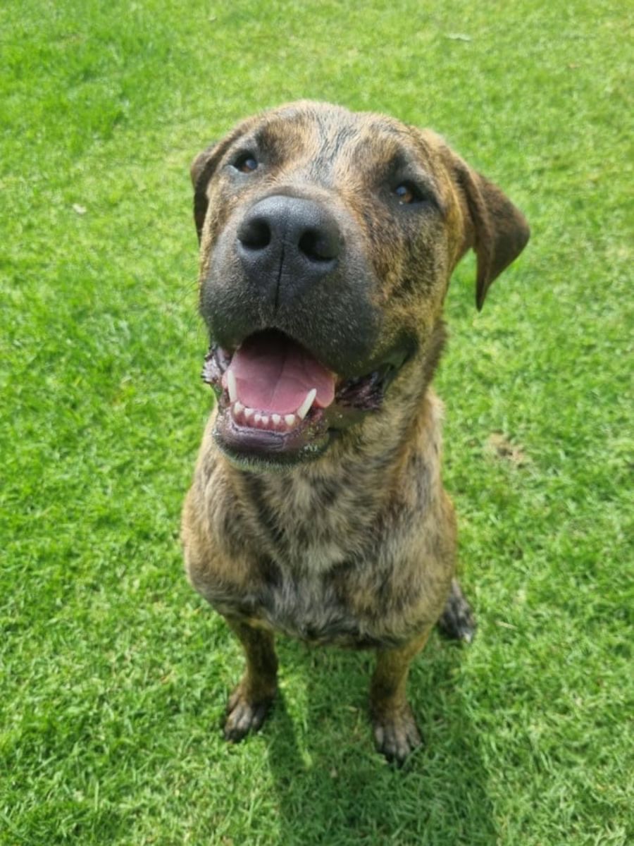 Garratt - Large Male Great Dane x Rhodesian Ridgeback Mix Dog in VIC ...