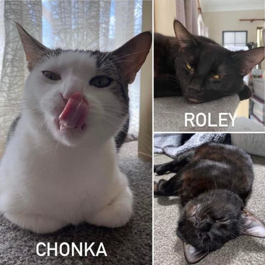 6440/6436 - Roley & Chonka - Female Domestic Short Hair Cat in WA ...