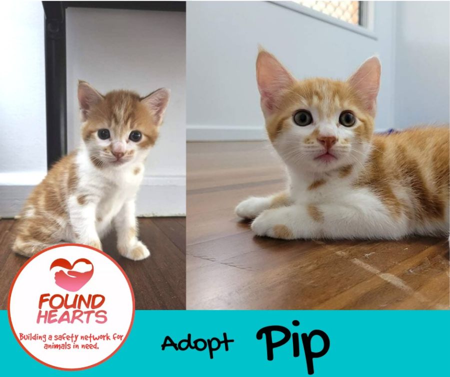 Pip - Male Manx Mix Cat in QLD - PetRescue
