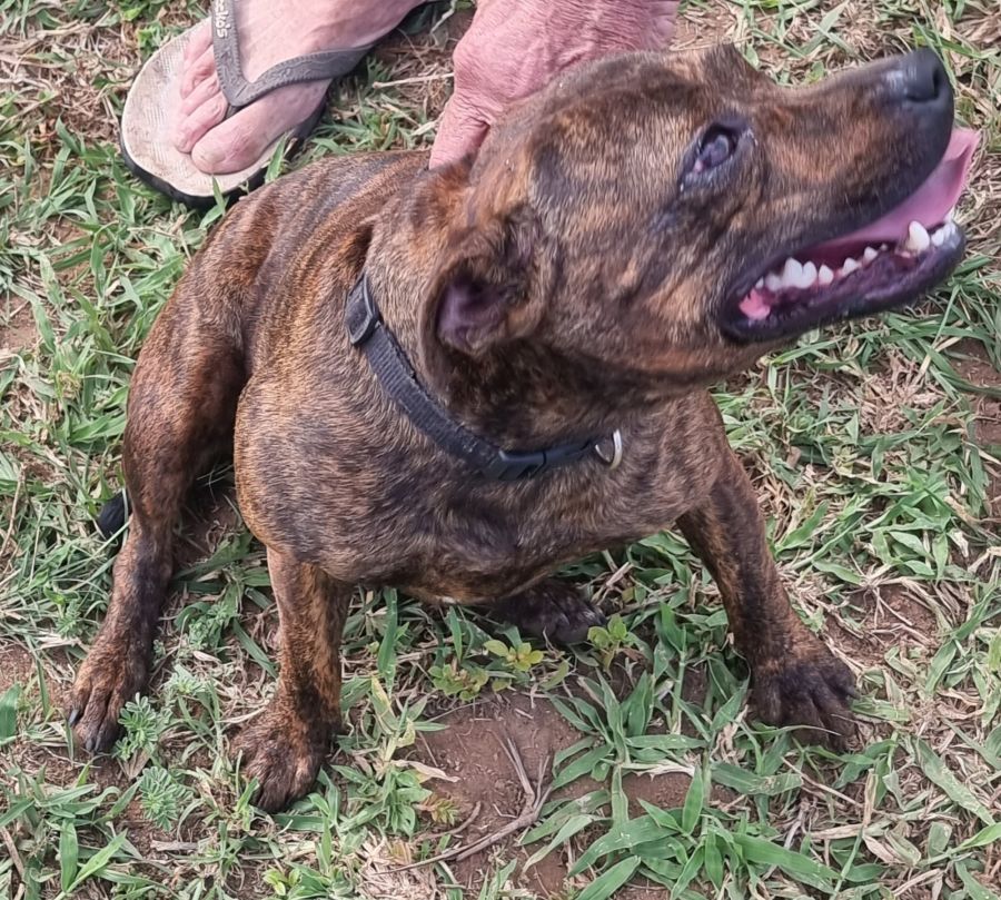 Ruby - Small Female Staffy Dog in QLD - PetRescue
