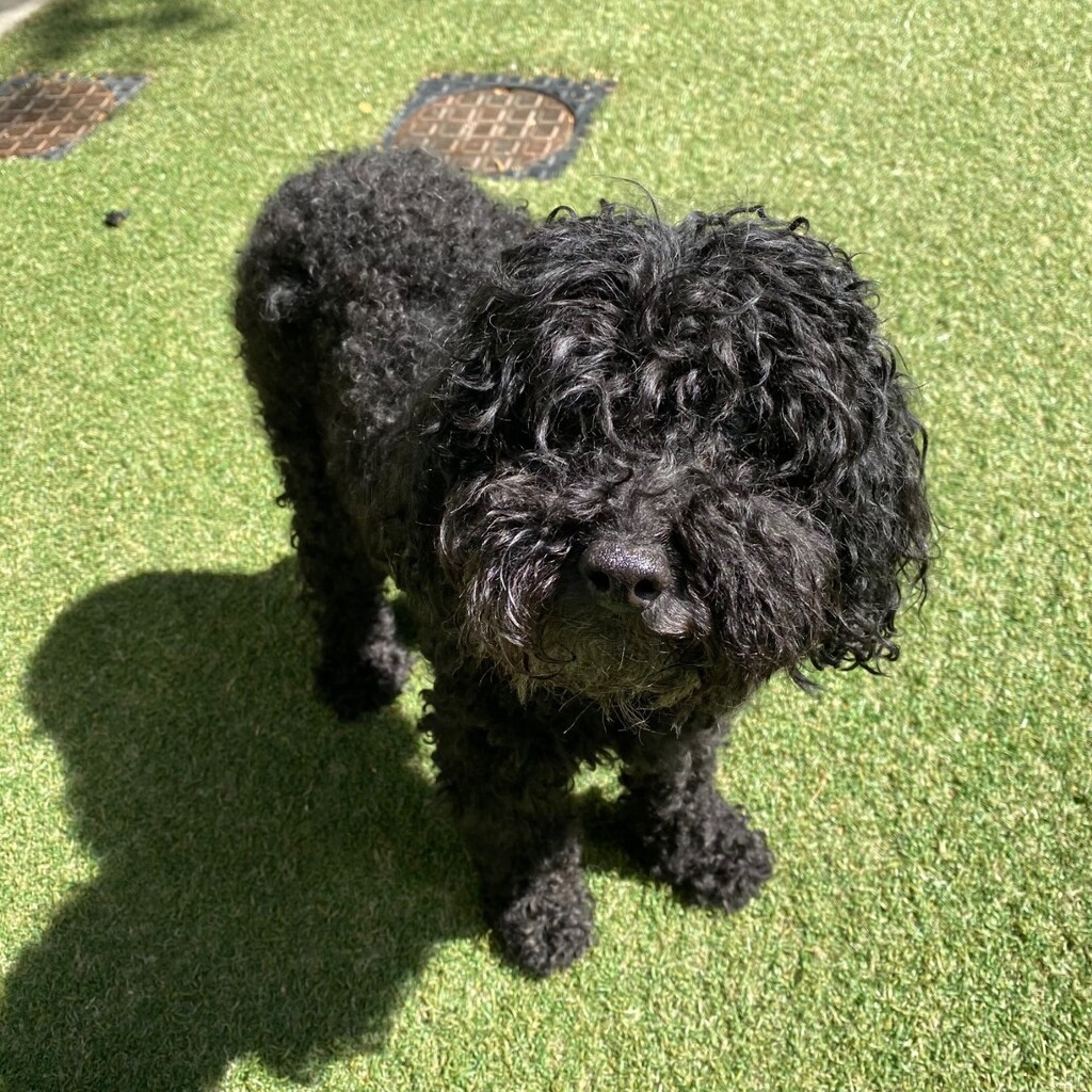 Molly - Small Female Poodle Miniature Mix Dog in VIC - PetRescue