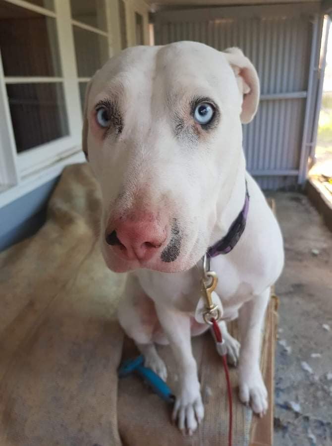 Mischa - Medium Female American Staffordshire Bull Terrier Mix Dog in ...