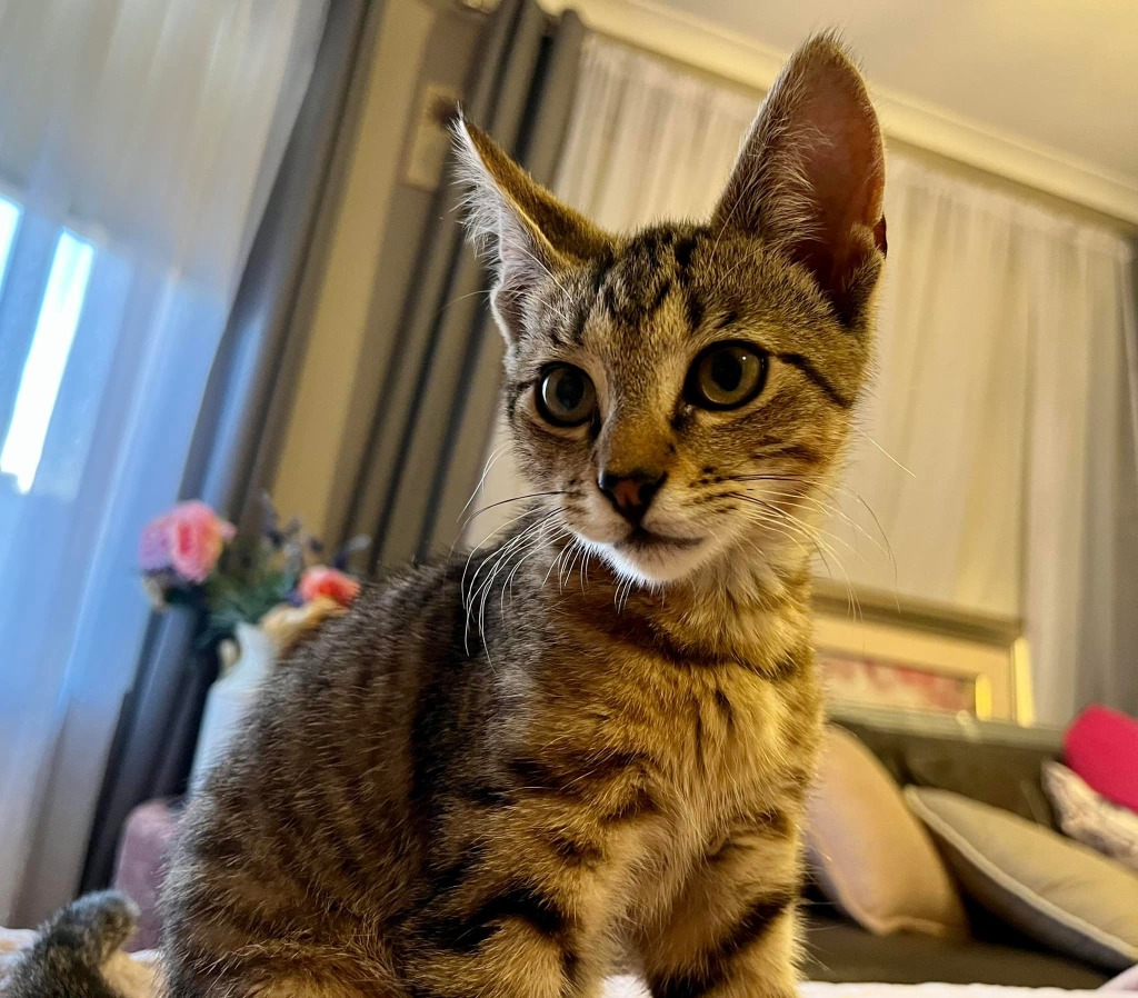 Wolfie - Male Domestic Short Hair Cat in WA - PetRescue