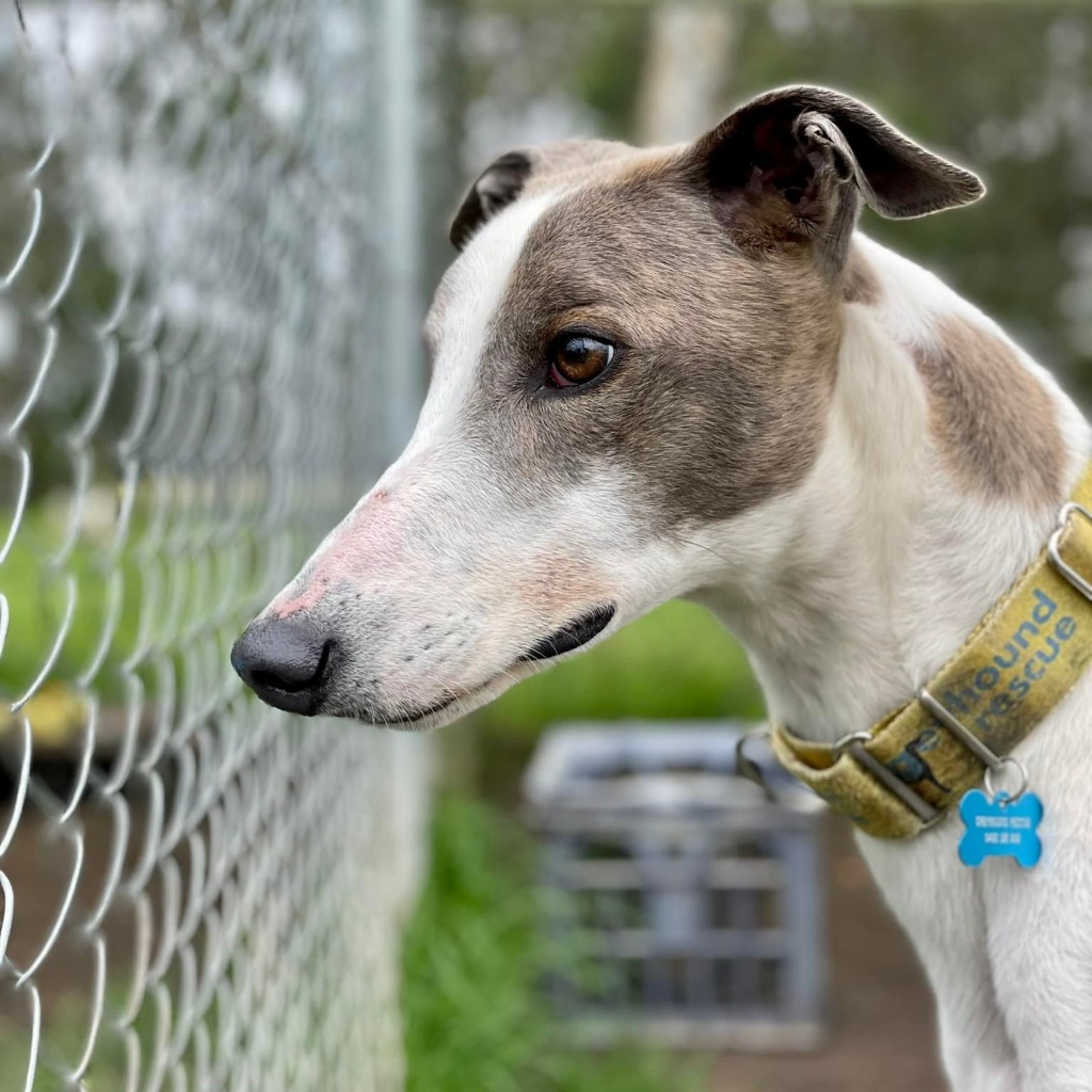 Smee - Large Male Greyhound Dog in NSW - PetRescue