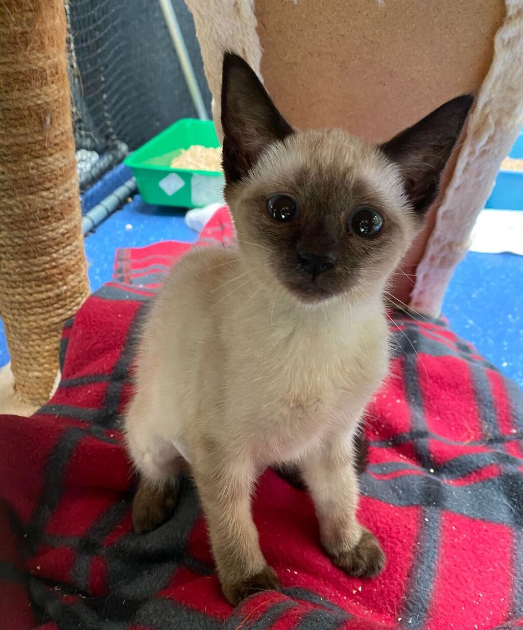 Coco - Female Layanese Mix Cat in QLD - PetRescue