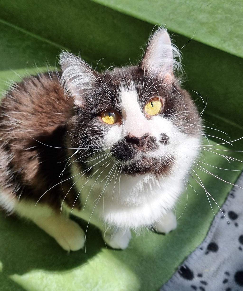 Krill - Male Domestic Medium Hair Cat in VIC - PetRescue