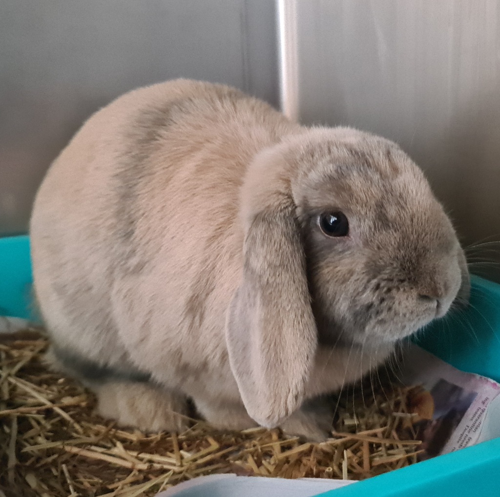 Basil - Male Lop Eared Mix Rabbit in VIC - PetRescue