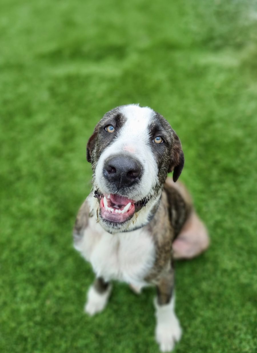 Dublin - Large Male Irish Wolfhound x Great Dane Mix Dog in NSW - PetRescue
