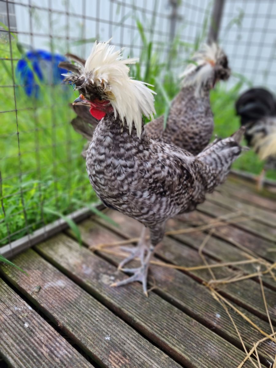 Doug - Male Rooster in NSW - PetRescue