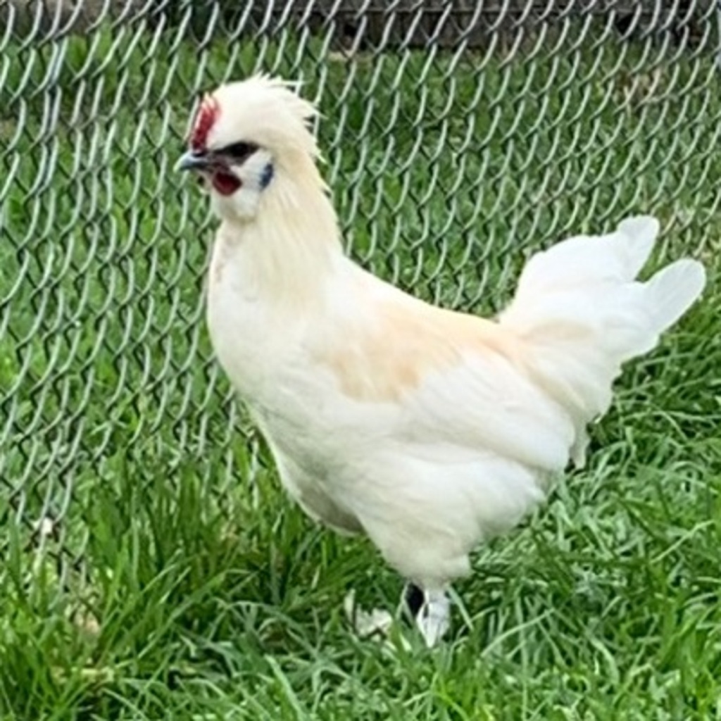 Neville - Male Chicken Bantam Mix Fowl in VIC - PetRescue