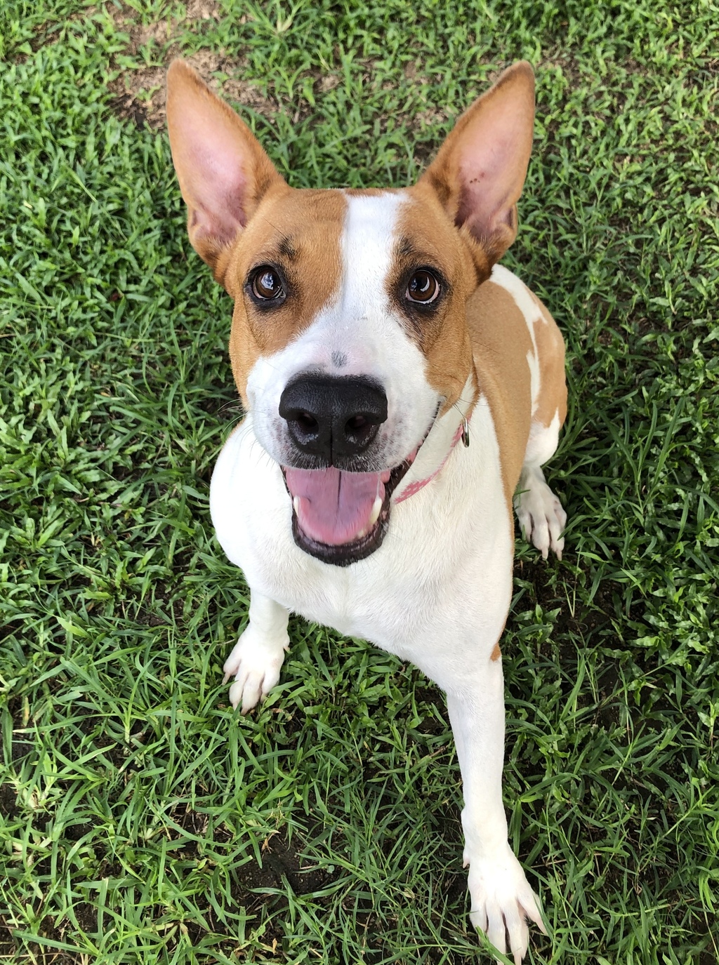 Luisa - Large Female North Queensland Bullhound Mix Dog in QLD - PetRescue