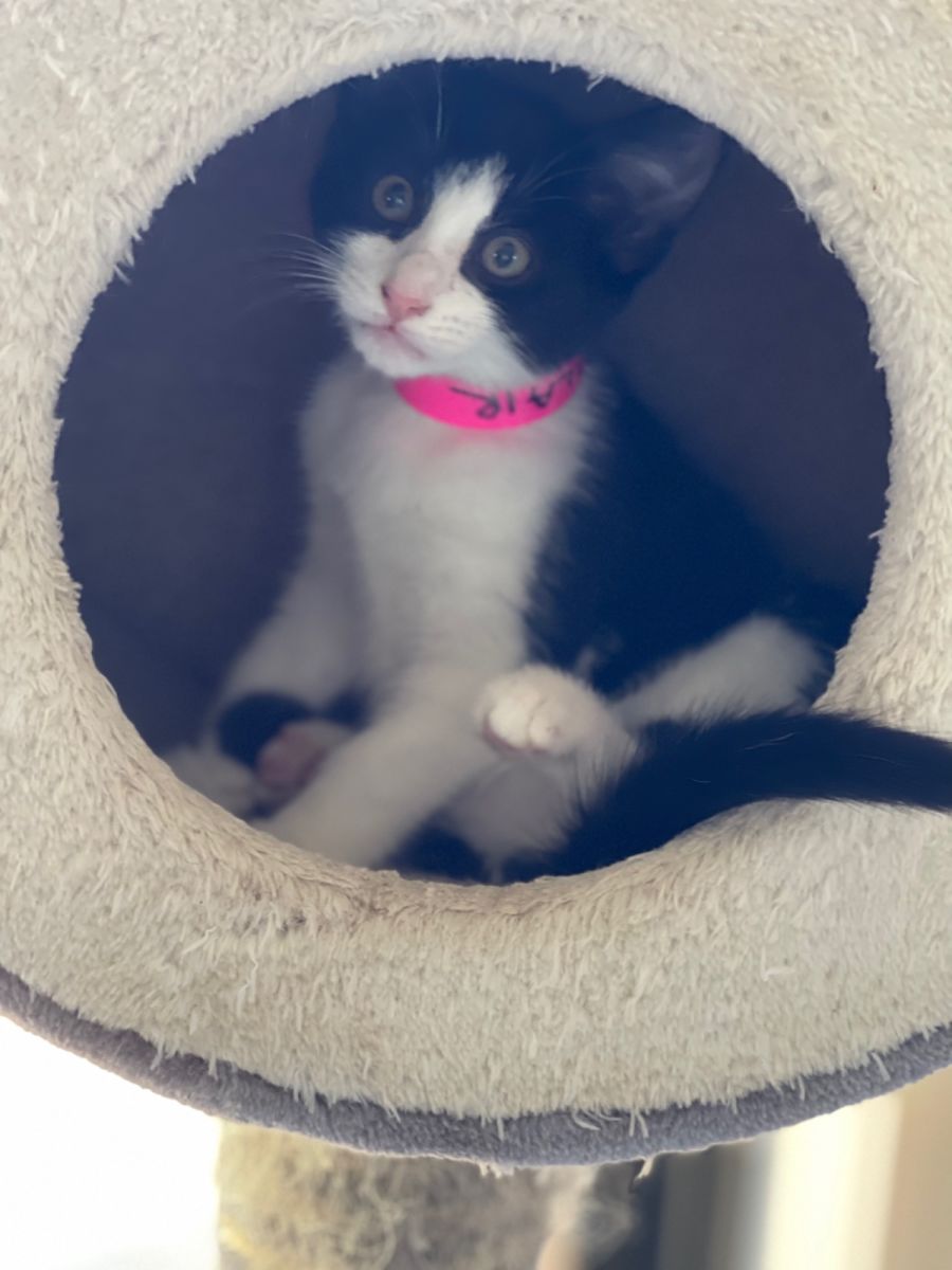 Eclair - Female Domestic Short Hair Cat in VIC - PetRescue