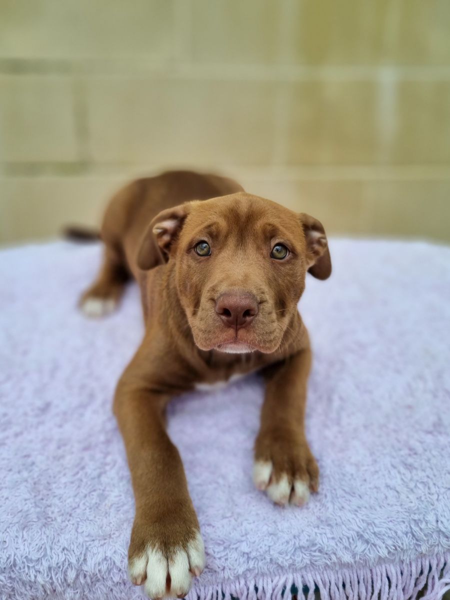 Cilantro - Large Male Staffy x Siberian Husky Dog in NSW - PetRescue