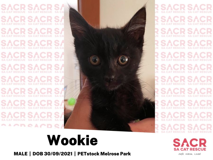 Wookie - Male Domestic Short Hair Cat in SA - PetRescue