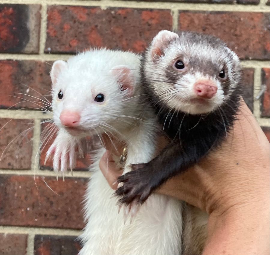 Gidget & Frankie - Female Ferret in VIC - PetRescue