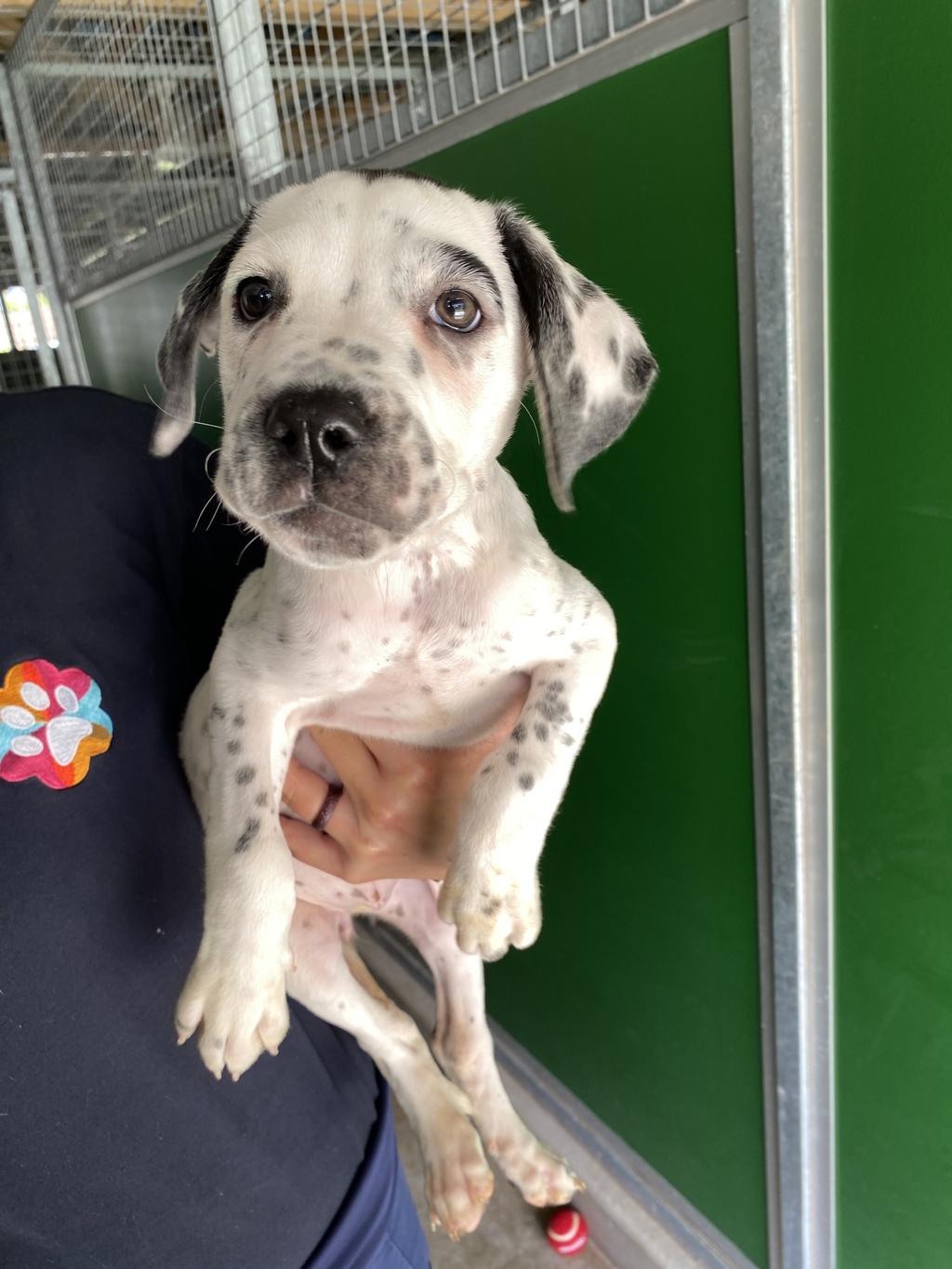 Tilly - Large Female Australian Bandog Mix Dog in QLD - PetRescue