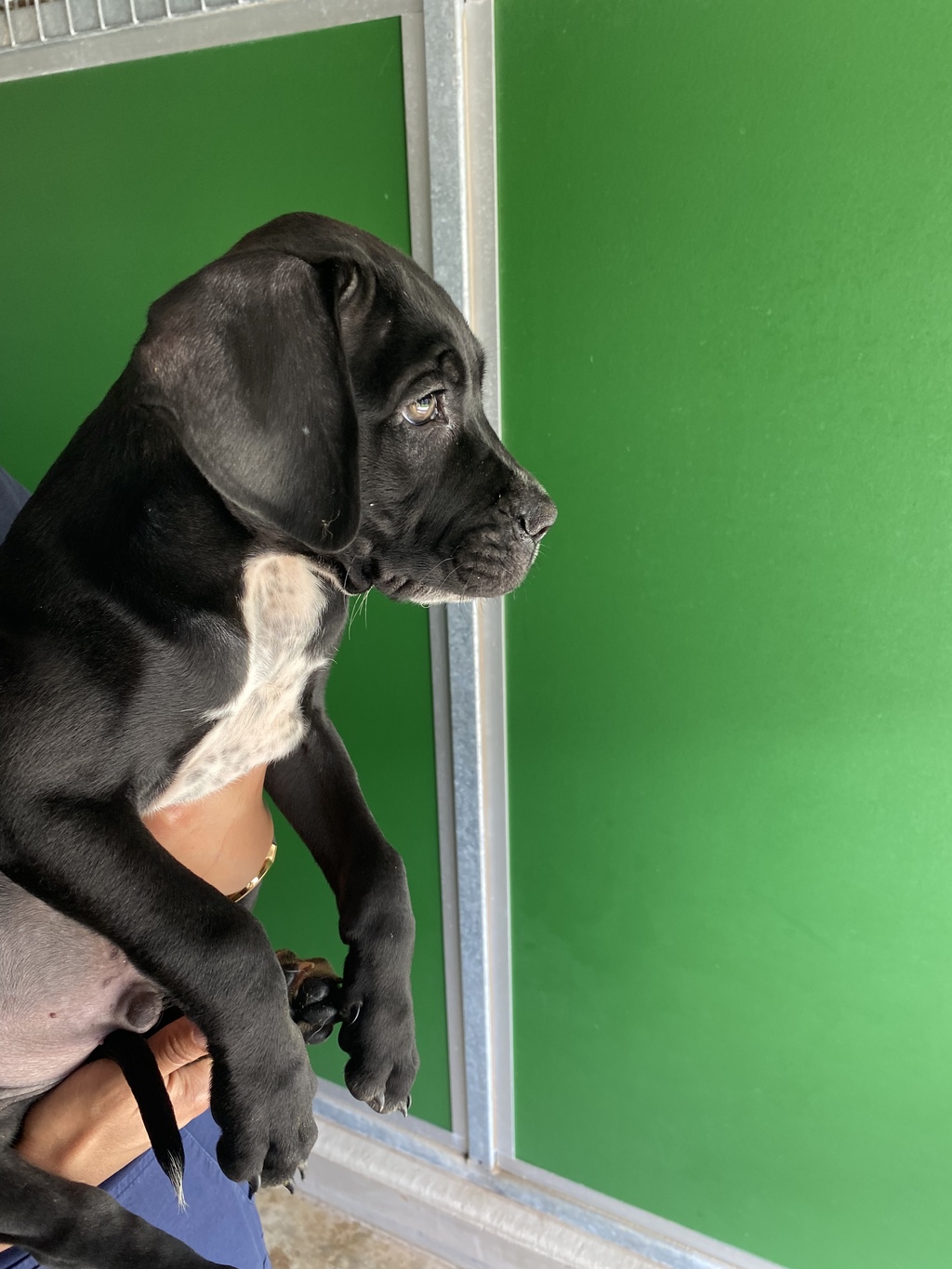 Bobby - Medium Male Australian Bandog Mix Dog in QLD - PetRescue