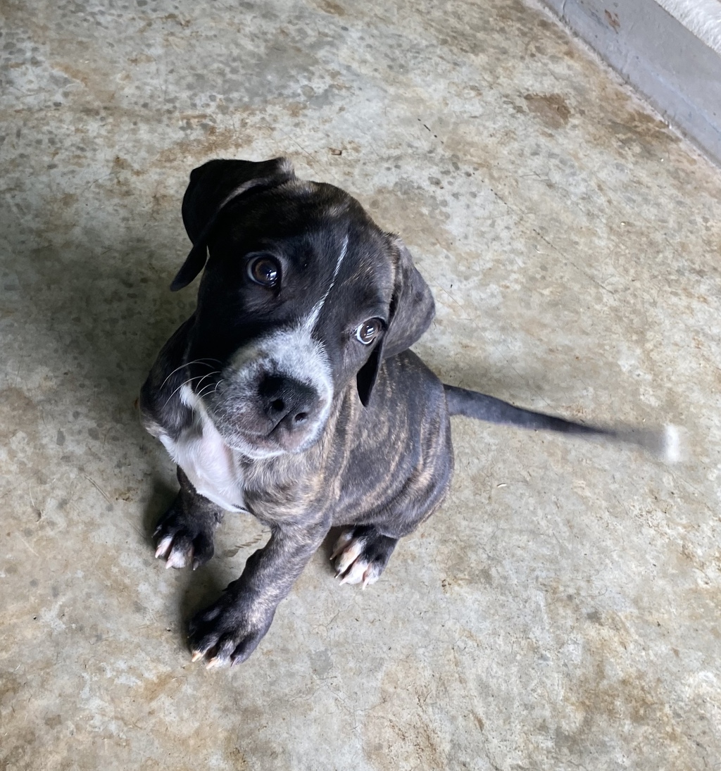 Lucy - Medium Female Australian Bandog Mix Dog in QLD - PetRescue