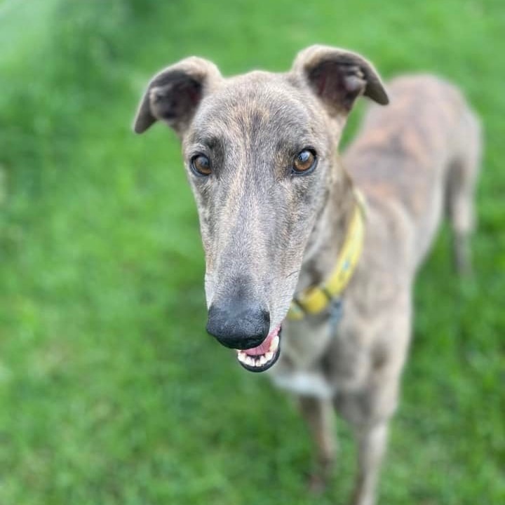 Biscoff - Large Male Greyhound Dog in NSW - PetRescue