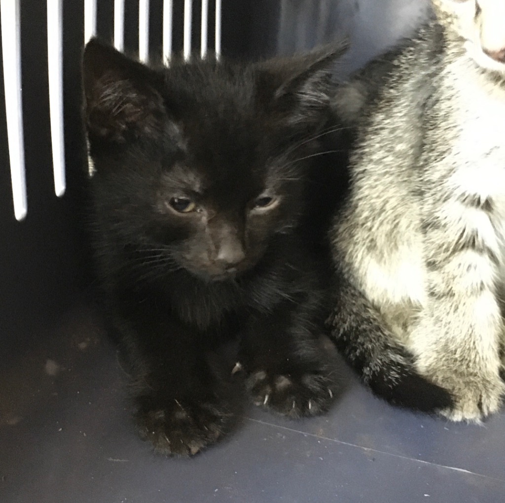 Cringer - Male Domestic Short Hair Cat in WA - PetRescue