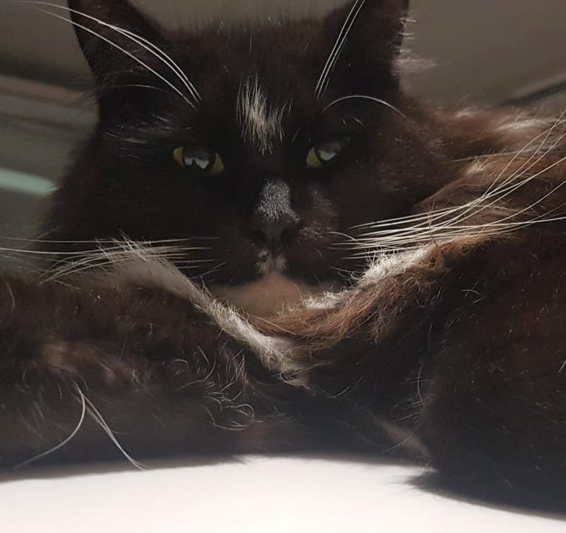 Muster - Male Domestic Medium Hair Cat in WA - PetRescue