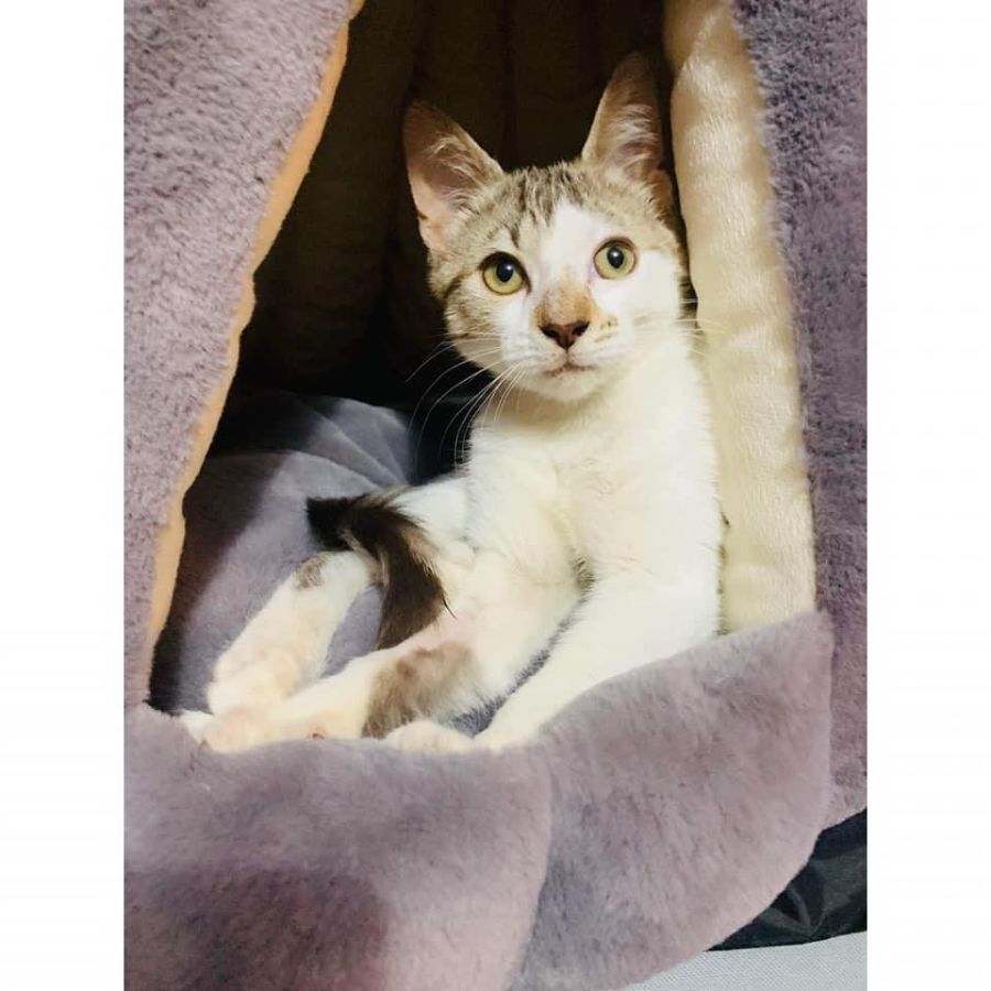 6981 - Chester - Male Domestic Short Hair Cat in WA - PetRescue