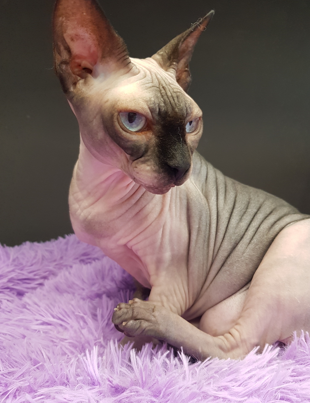 Stella - Female Sphynx Mix Cat in QLD - PetRescue