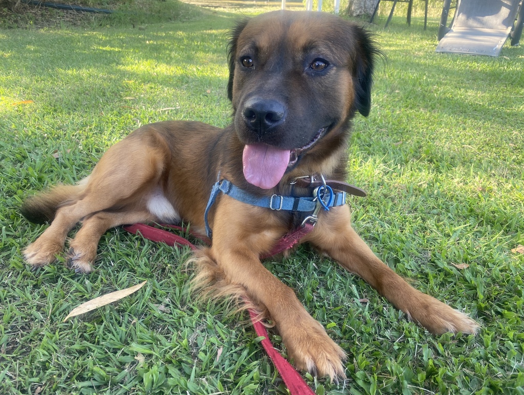 Remy - Medium Male Cavalier King Charles Spaniel x English ...