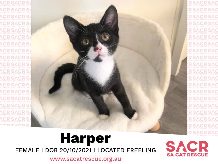 Harper - Female Domestic Short Hair Cat in SA - PetRescue