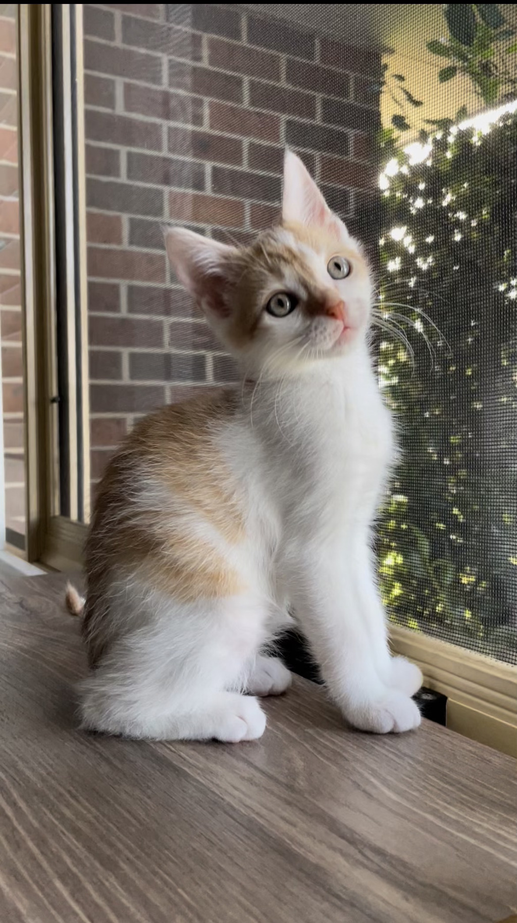 Shortbread - Female Domestic Short Hair Mix Cat in NSW - PetRescue