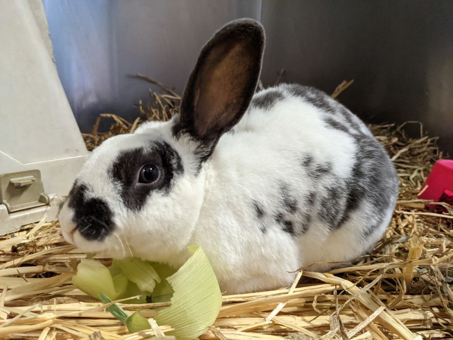 Jensen - Male Rabbit in NSW - PetRescue