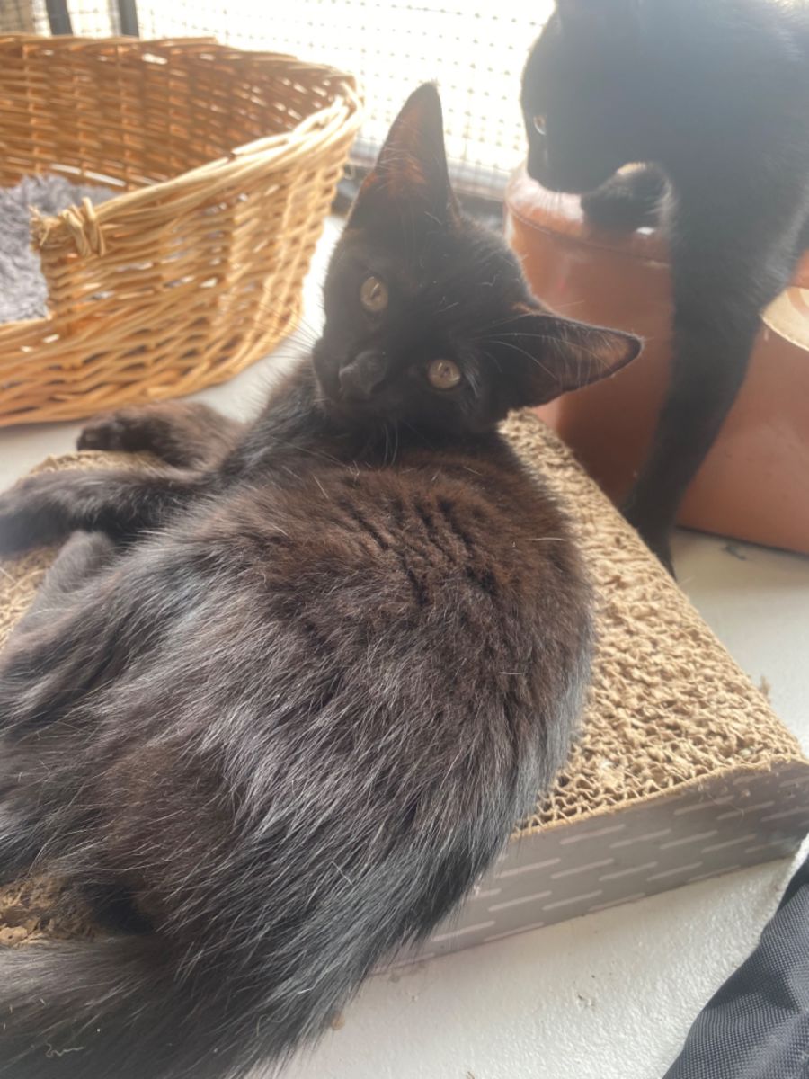 Symba - Male Domestic Medium Hair Cat in VIC - PetRescue