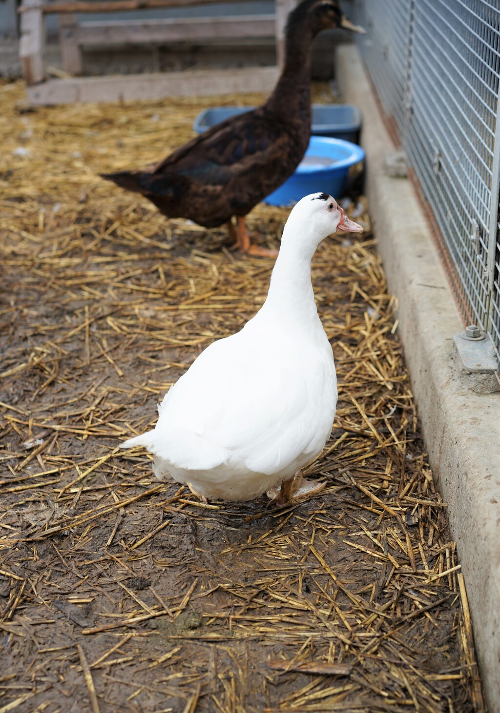 Cheese - Male Duck Muscovy Mix Fowl in QLD - PetRescue