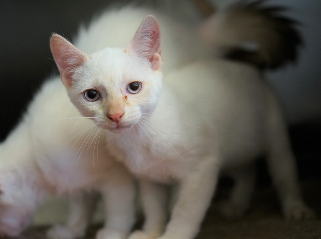 Memphis - Male Layanese Mix Cat in QLD - PetRescue