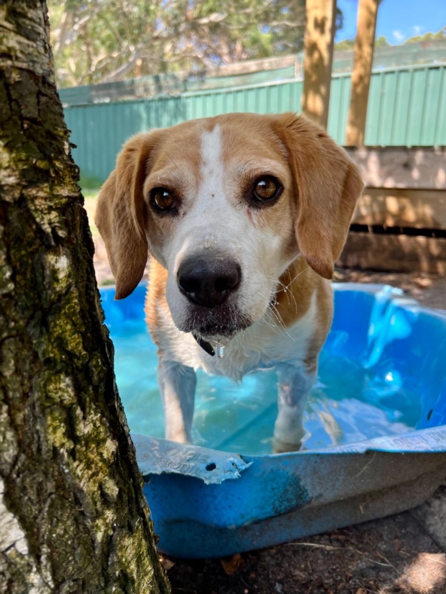 Harry - Medium Male Beagle Dog in VIC - PetRescue