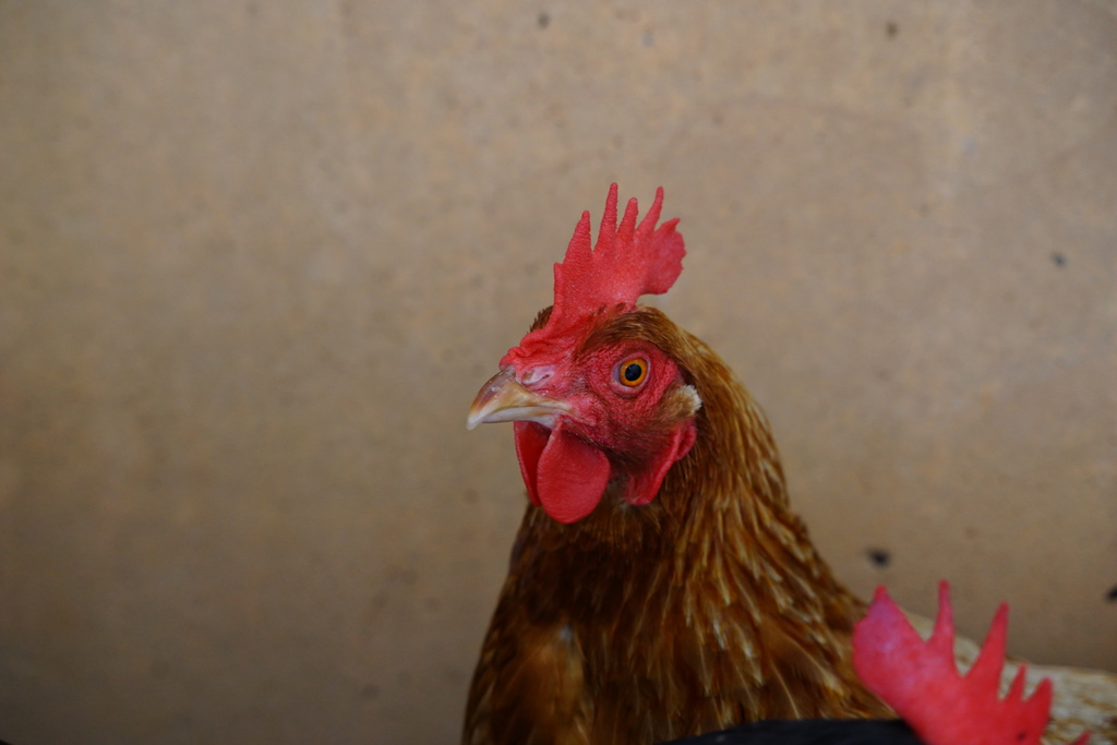 Cola - Female Chicken Egg Laying Hybrid Mix Fowl in QLD - PetRescue