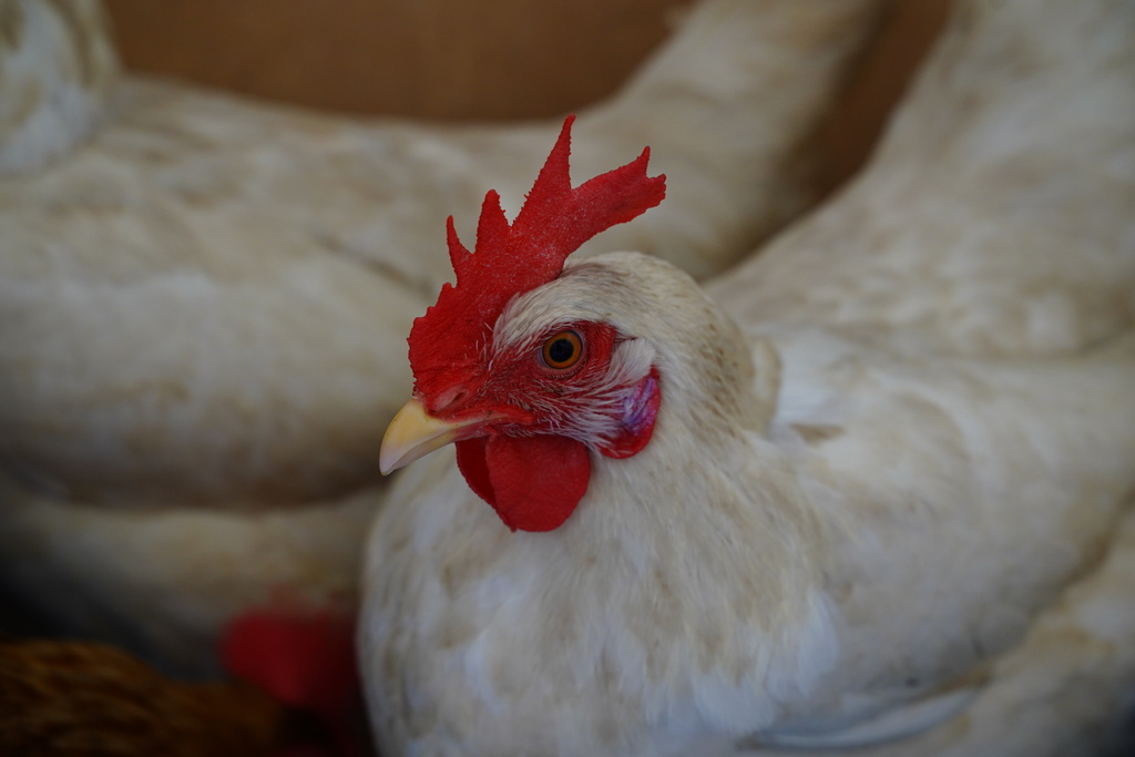 Sprite - Female Chicken Egg Laying Hybrid Mix Fowl in QLD - PetRescue