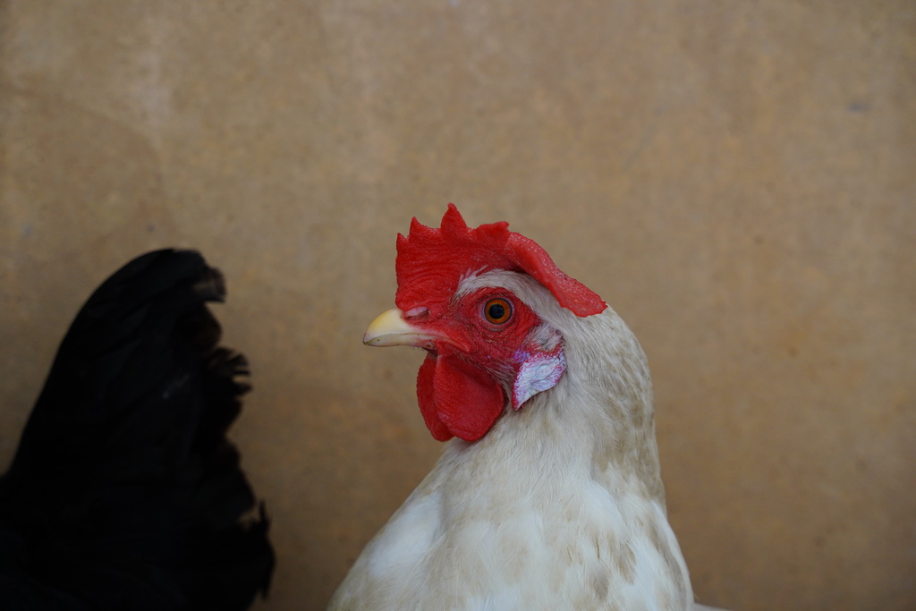 Lemonade - Female Chicken Egg Laying Hybrid Mix Fowl in QLD - PetRescue