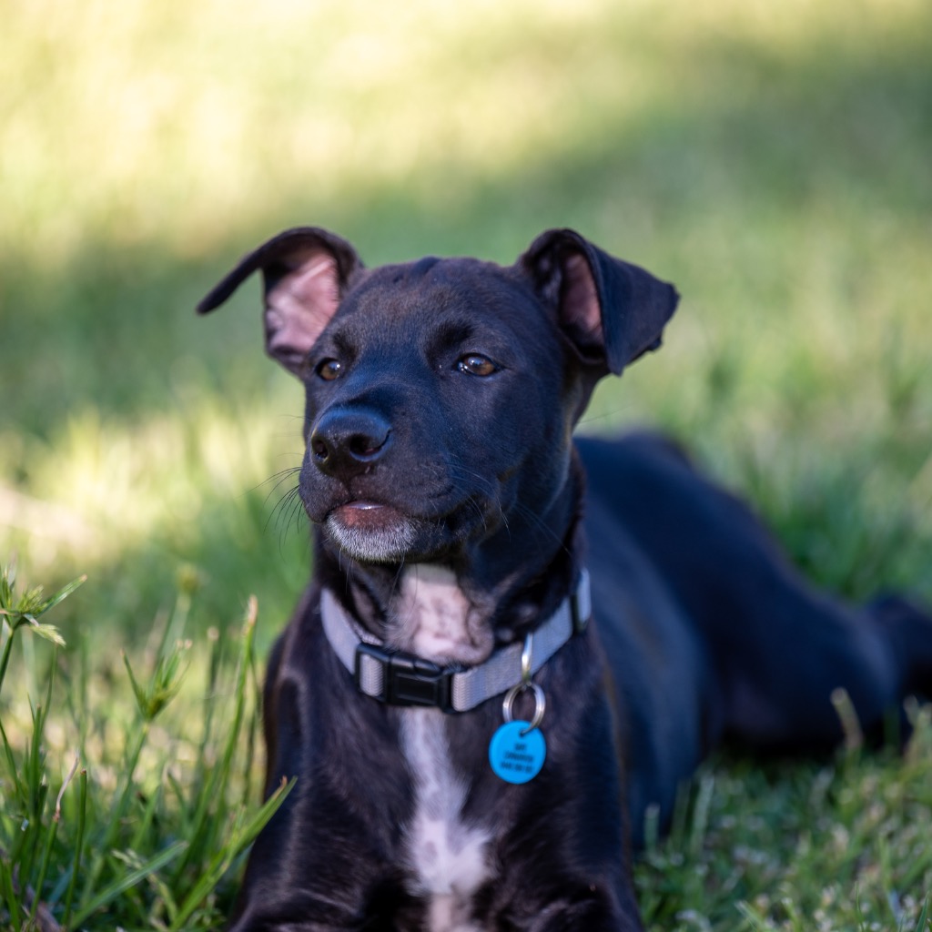 Kaia - Medium Female Staffordshire Bull Terrier Mix Dog in WA - PetRescue