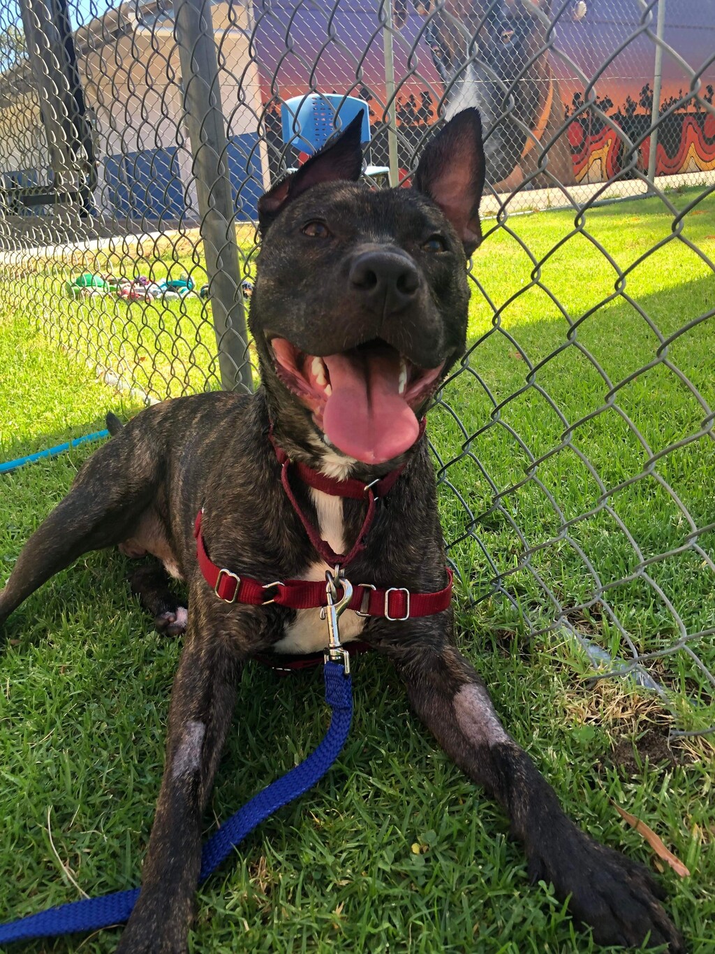 Kent - Medium Male Staffordshire Bull Terrier Mix Dog in WA - PetRescue