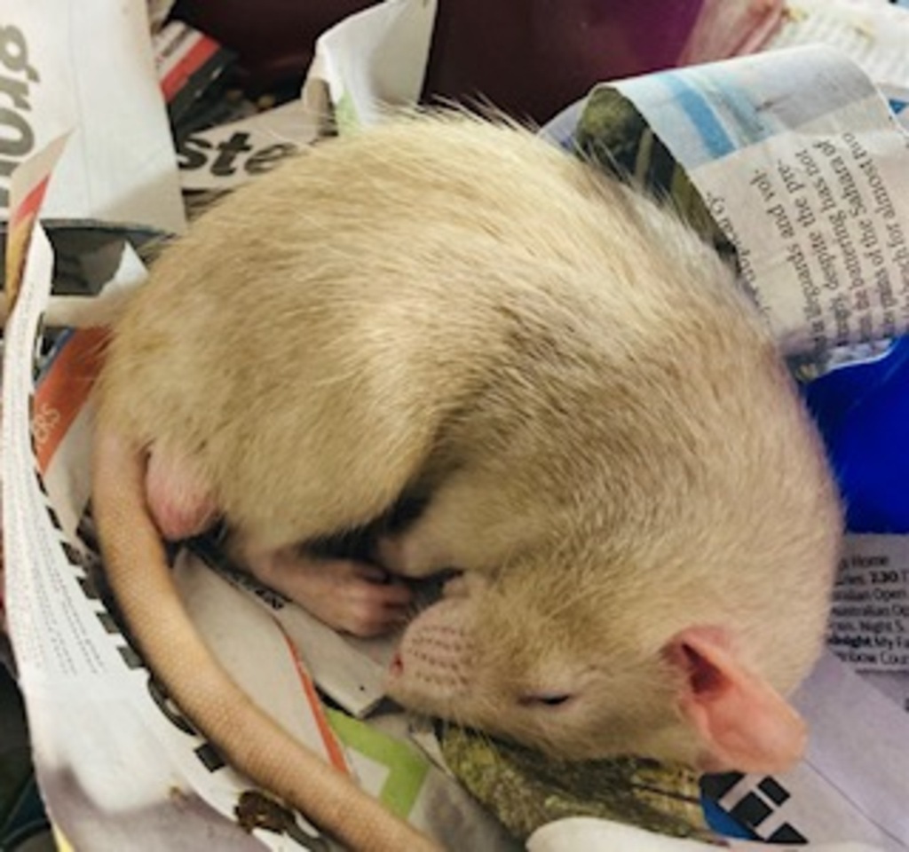 Toppy - Male Rat Mix Rodent in QLD - PetRescue
