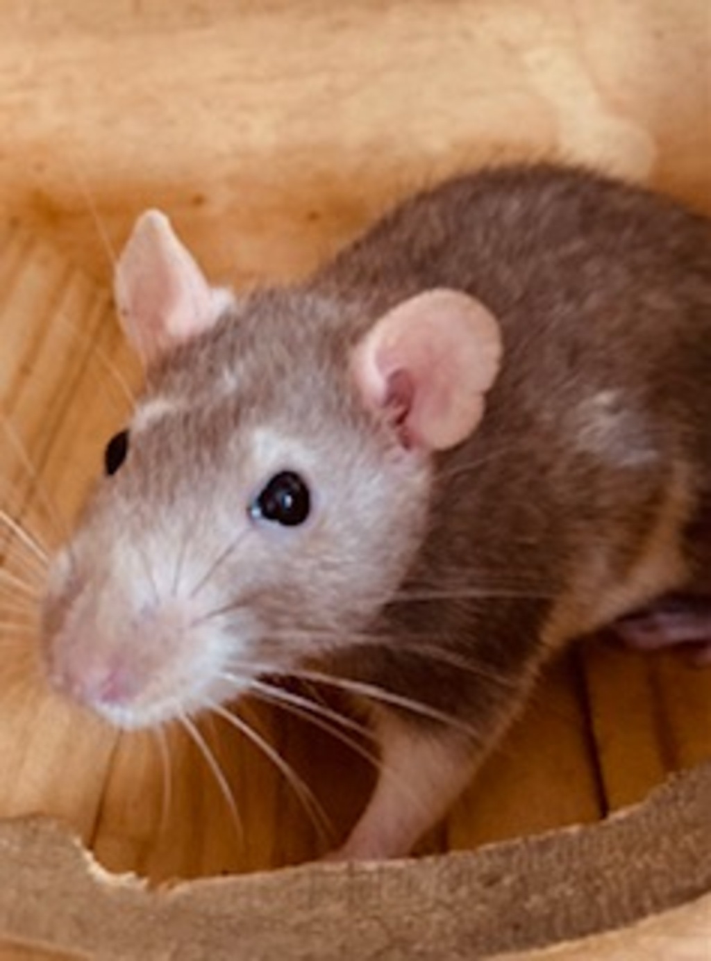 Layla - Female Rat Mix Rodent in QLD - PetRescue