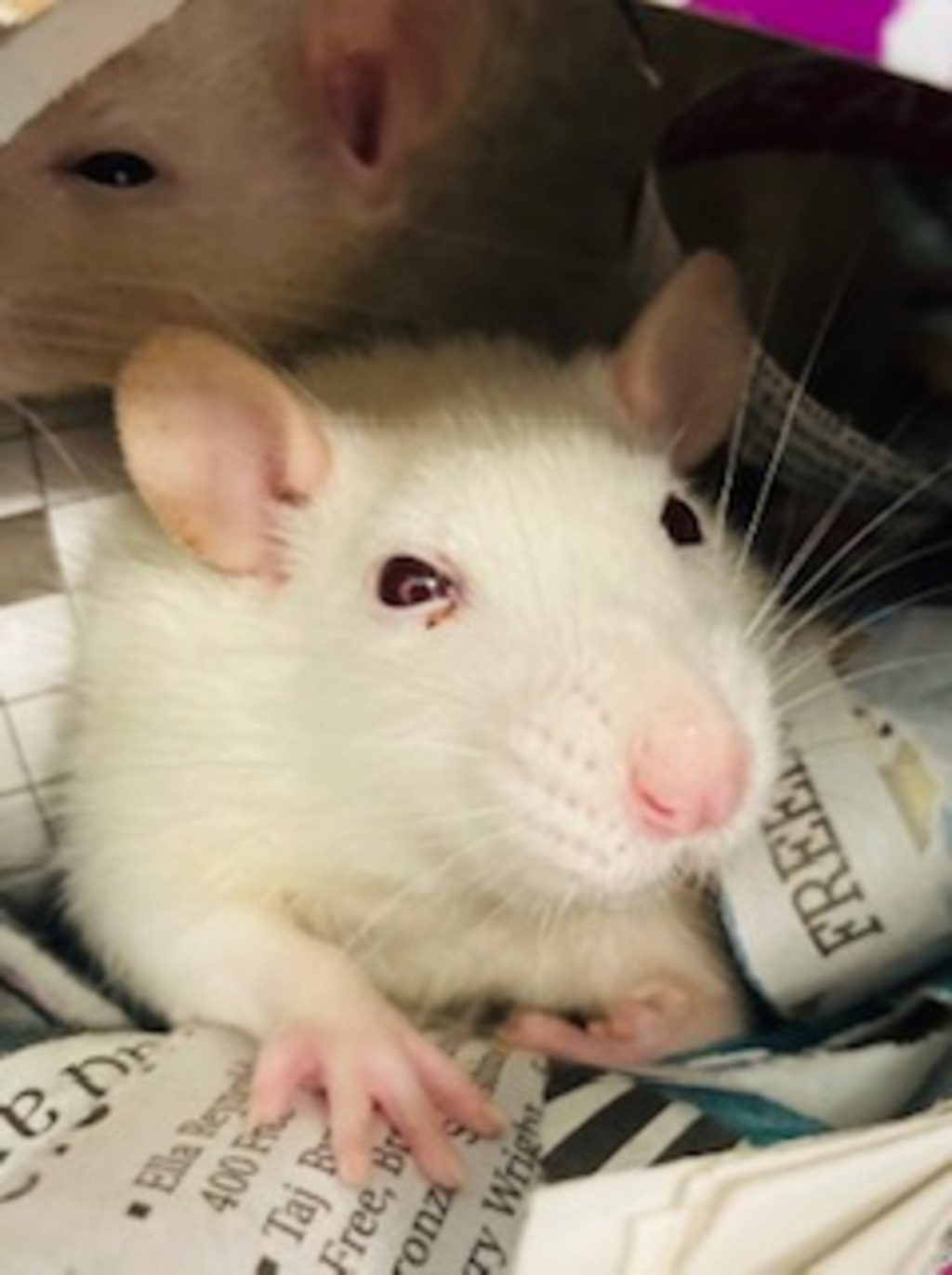 Lucky - Female Rat Mix Rodent in QLD - PetRescue