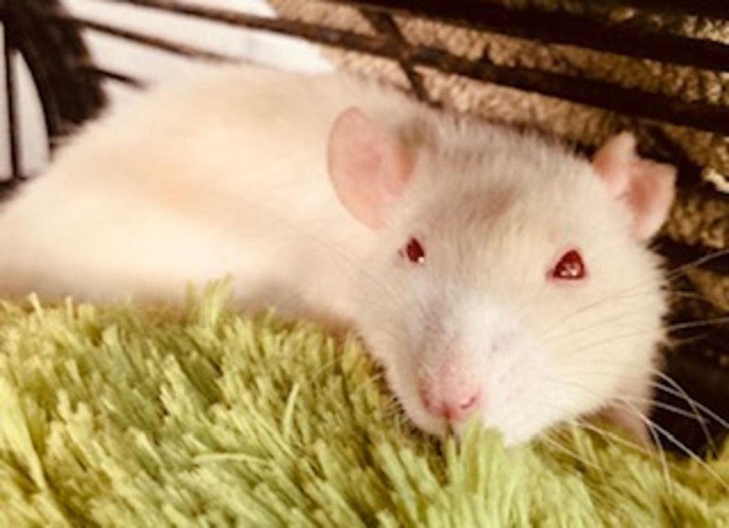 Luna - Female Rat Mix Rodent in QLD - PetRescue