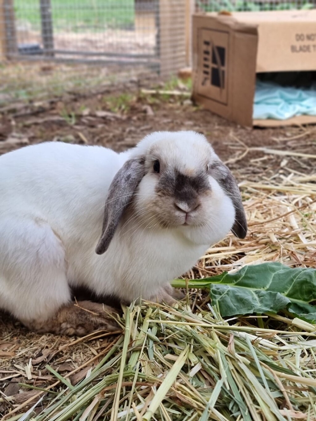 Cinnabon - Female Lop Eared Mix Rabbit in NSW - PetRescue