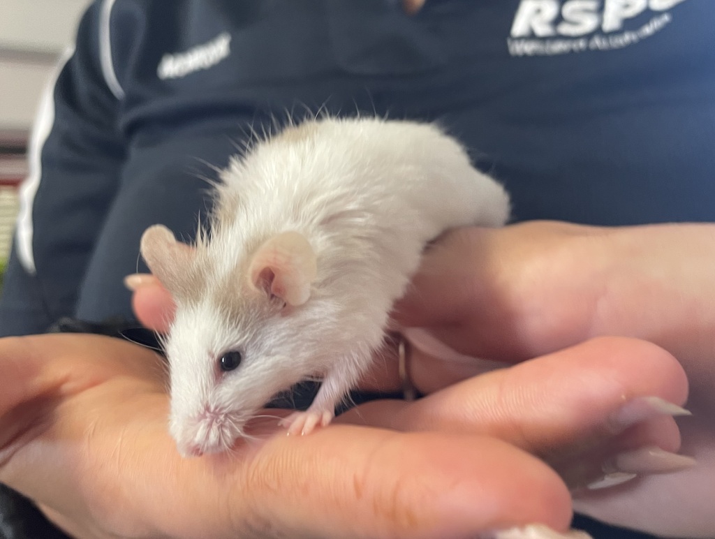 Alison - Female Mouse Mix Rodent in WA - PetRescue