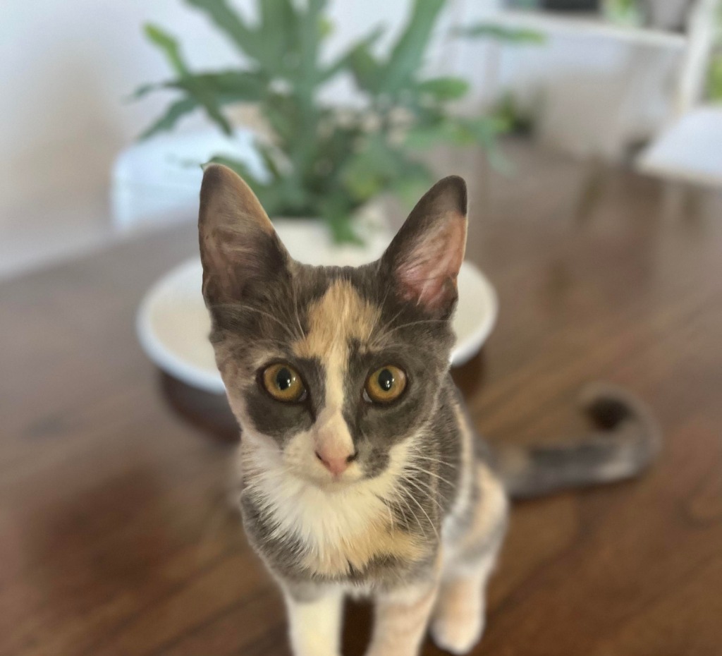 Mirra - Female Domestic Short Hair Cat in WA - PetRescue