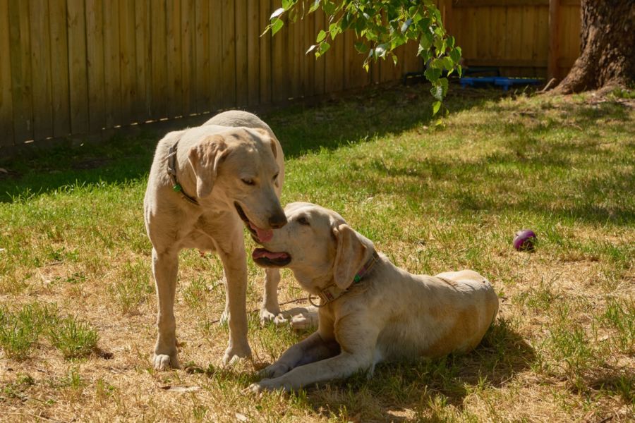 Libby and Ness - Large Female Foxhound, English Dog in VIC - PetRescue
