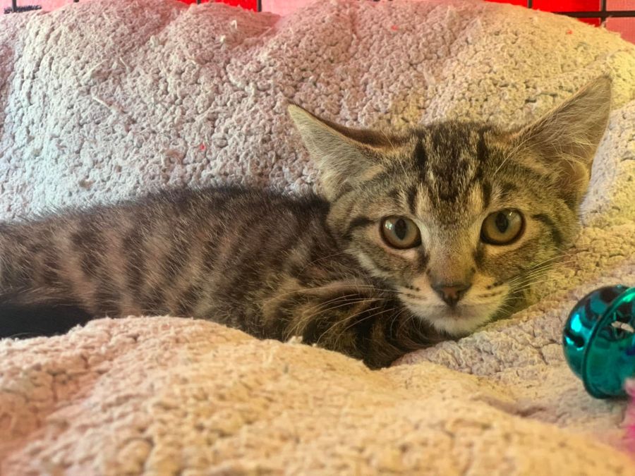 Tiddles - Female Domestic Short Hair Cat in NSW - PetRescue