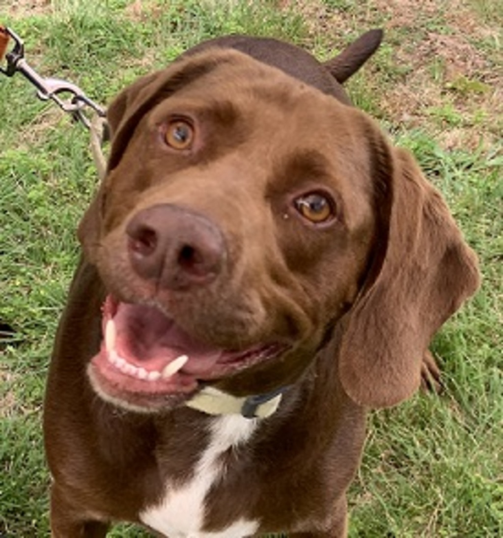 Bucky - Large Male Beagle x German Shorthaired Pointer Mix Dog in ACT ...